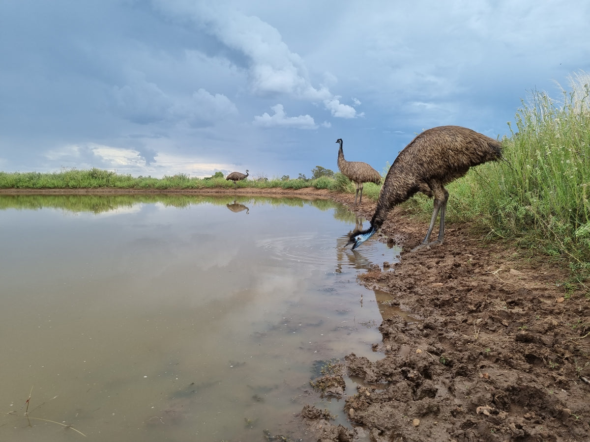 Posters – Emu Logic